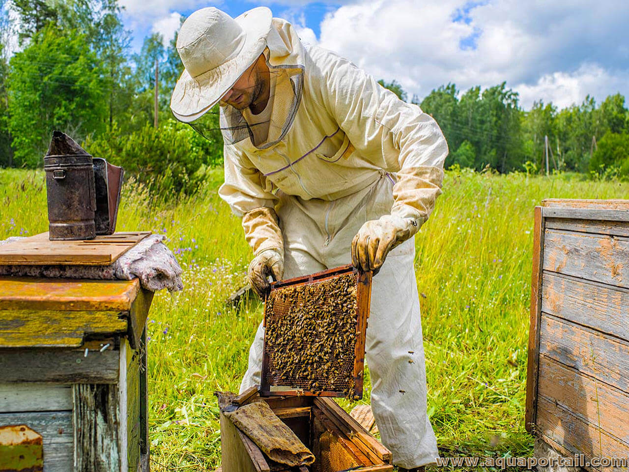 Apiculture - ASC CNES